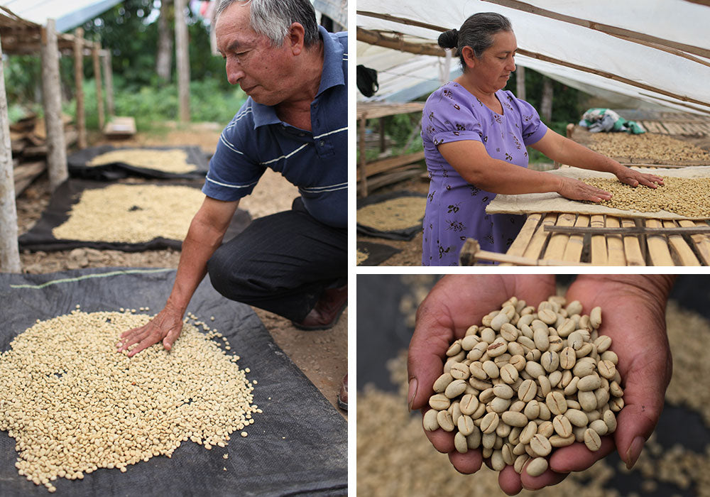 From Seed to Cup: A Year in the Life of a Coffee Farm | The School That ...